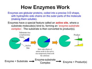 Enzyme Substrate Complex Animation