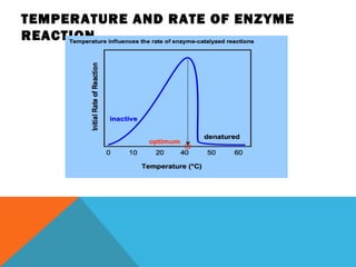 Enzymes | PPT