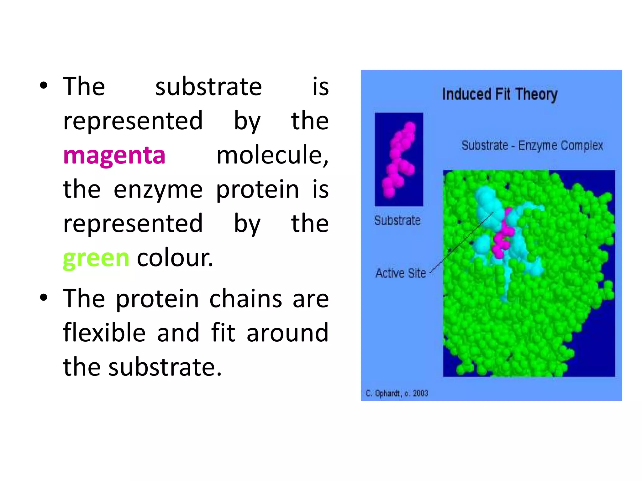 Enzymes 140224071459-phpapp02 | PPTX