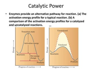 Enzymes | PPTX