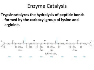 Enzymes | PPTX