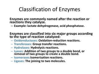Enzymes | PPTX