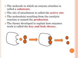 Enzymes | PPTX