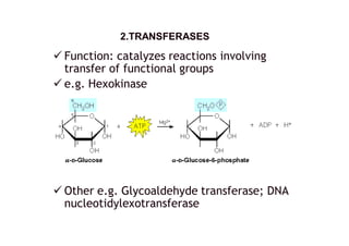 Enzymes | PDF