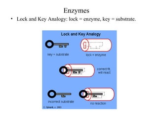 -- Enzymes --------- | PPT