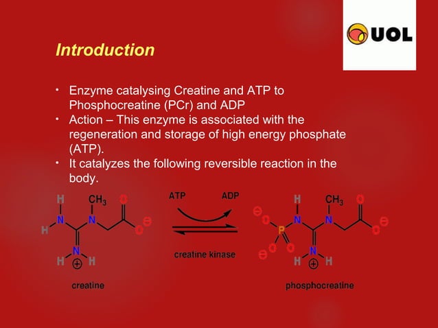 important of creatine kinase enzyme | PPT