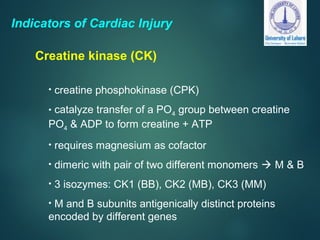 important of creatine kinase enzyme | PPT