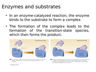Enzymes | PPT