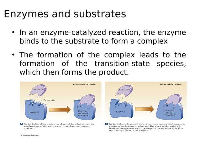 Enzymes | PPT