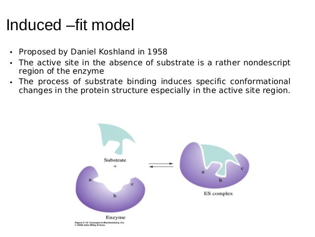 Enzymes Induced Fit Model