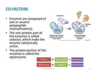 Enzymes | PPSX