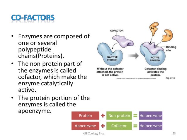 Enzymes