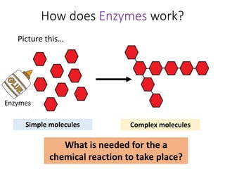 Enzymes | PPT | Free Download