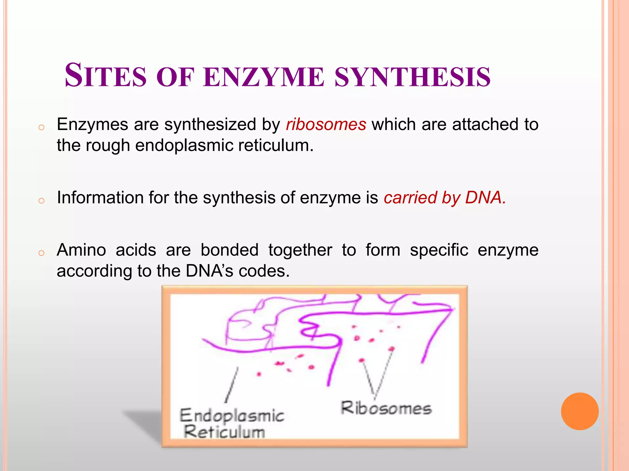 Enzymes Biochemistry | PPTX