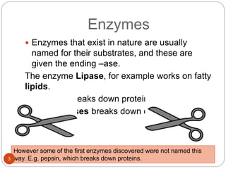 Enzymes | PPTX
