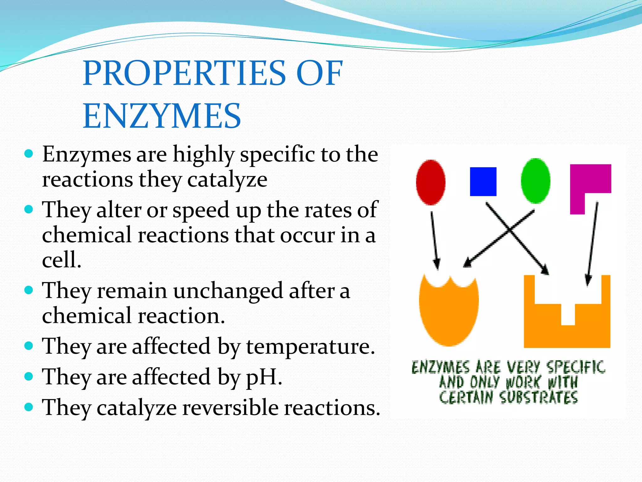 Enzymes | PPTX