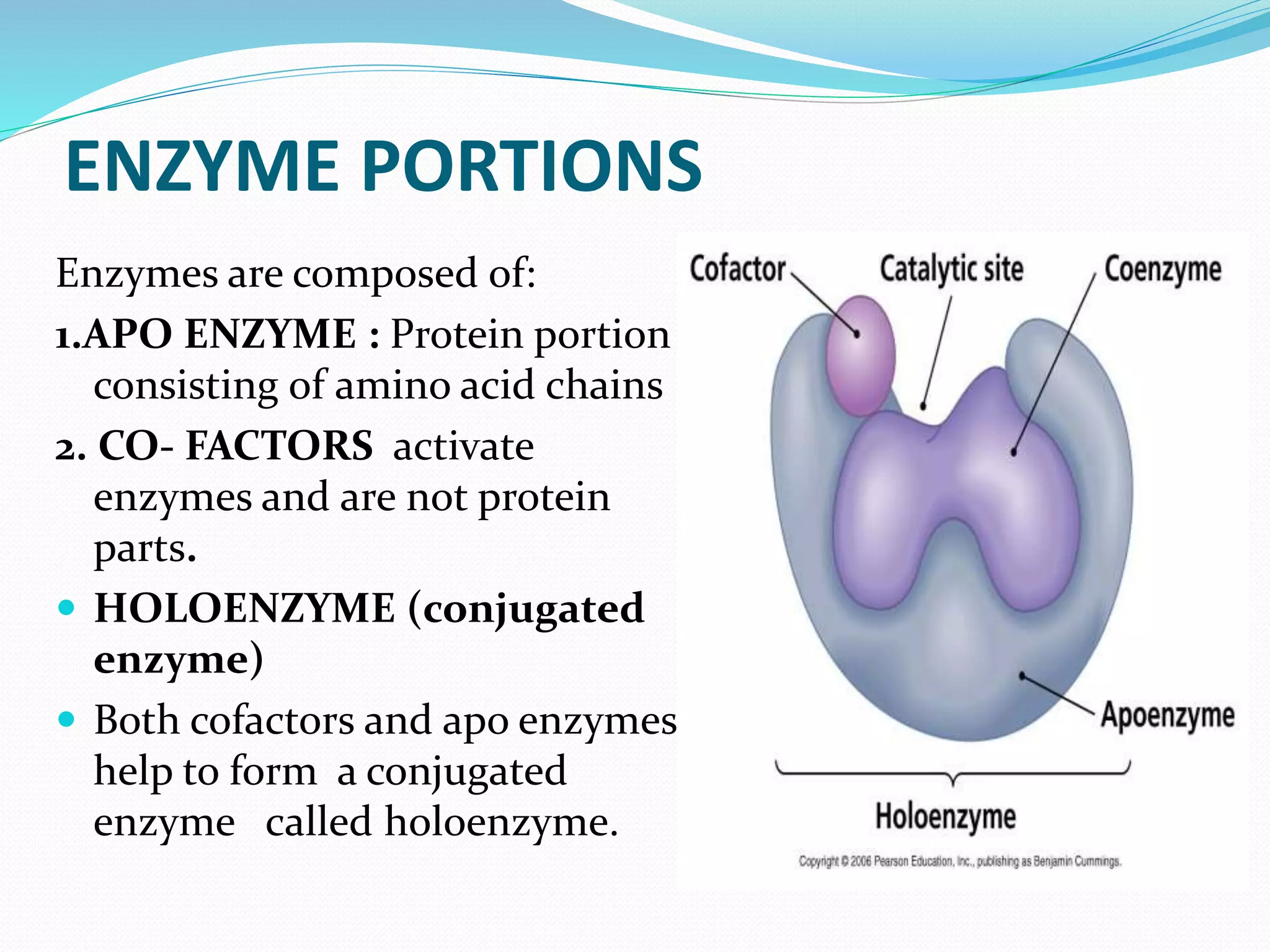 Enzymes | PPTX