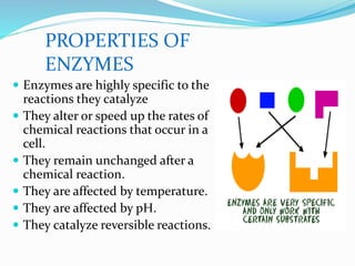 Enzymes | PPTX