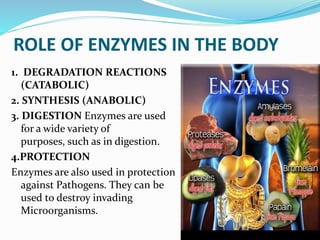 Enzymes In The Body