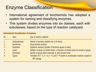 Enzymes | PPT