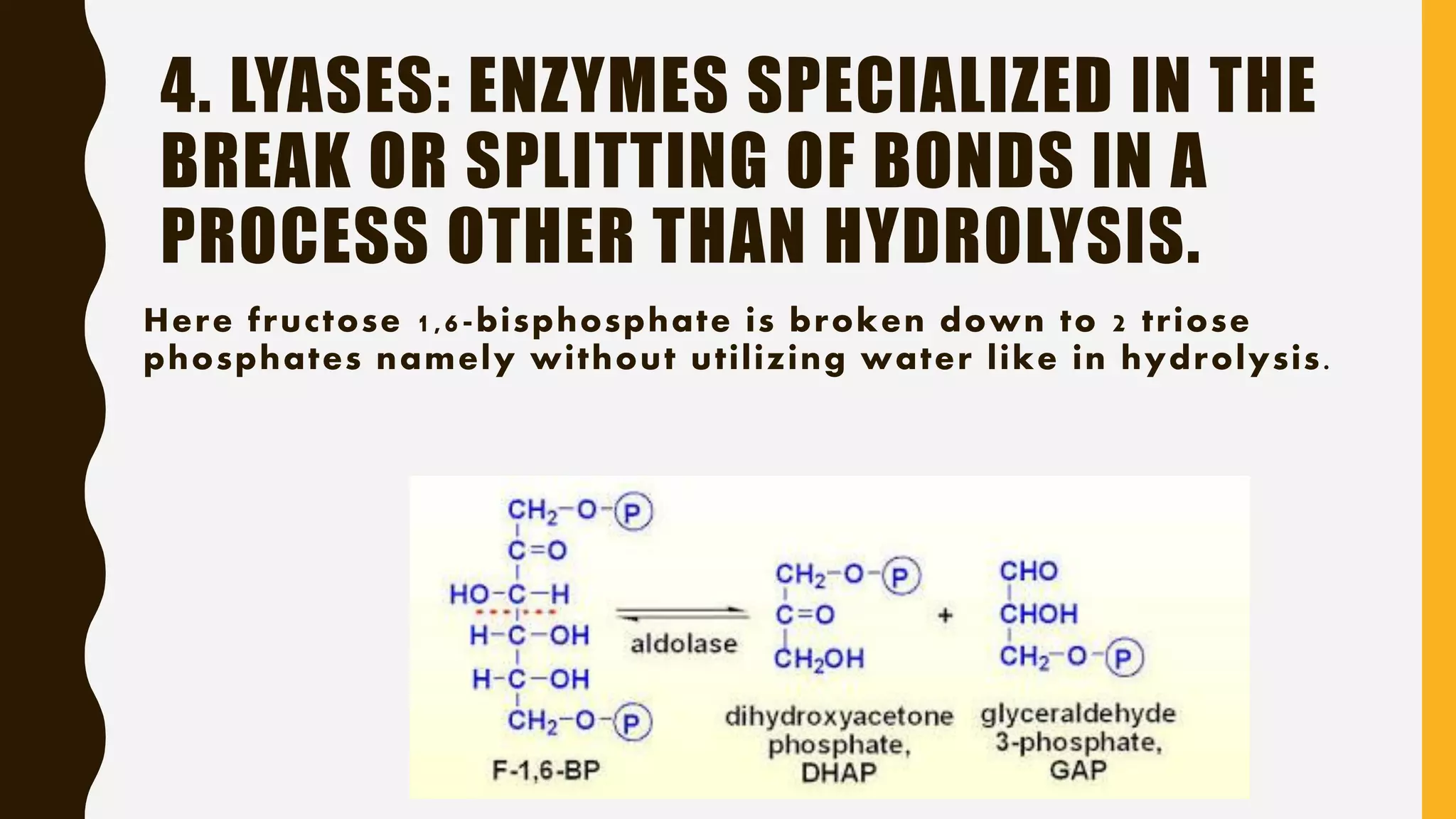 Enzymes, coenzymes and isoenzymes | PDF