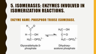 Enzymes, coenzymes and isoenzymes | PDF