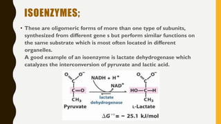 Enzymes, coenzymes and isoenzymes | PDF
