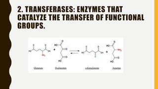 Enzymes, coenzymes and isoenzymes | PDF