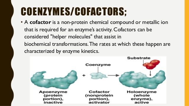 Enzymes, coenzymes and isoenzymes