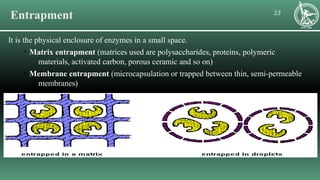 IMMOBILIZATION OF ENZYMES | PPT
