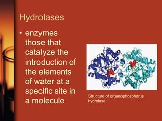 Enzymes | PPT