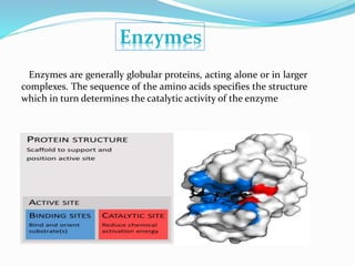 Enzymes | PPTX