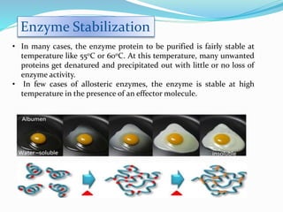 Enzymes | PPTX