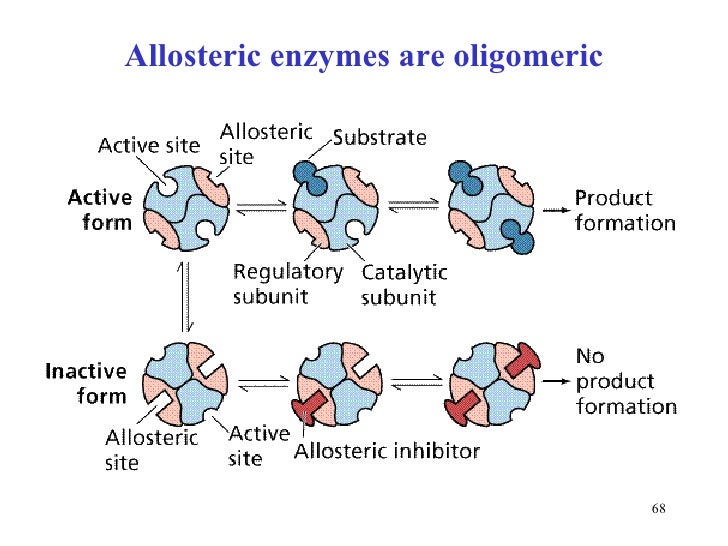 Enzymes 2