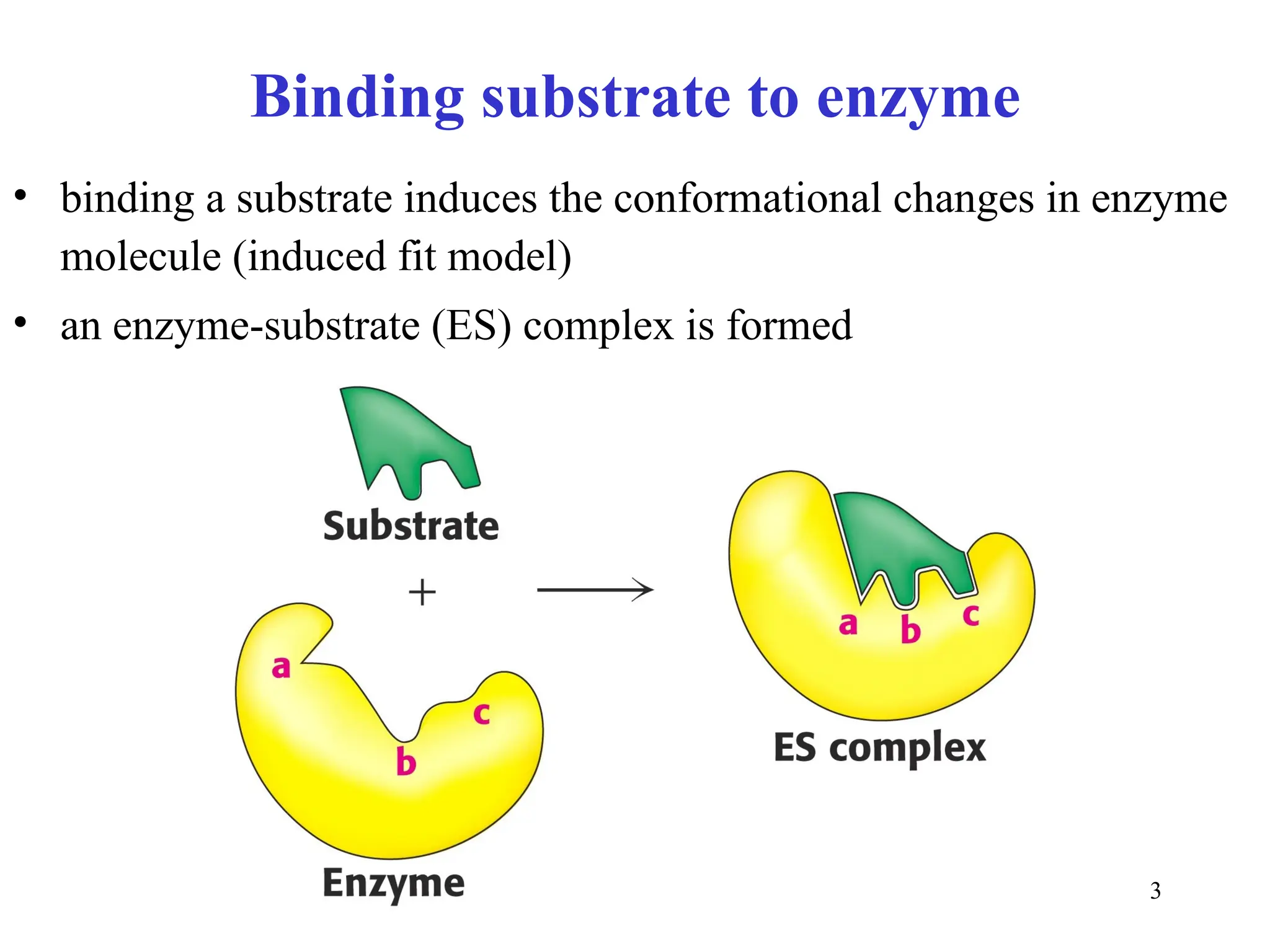 Mechanism of enzyme reaction, metalloenzymes, kinetics, activity ...