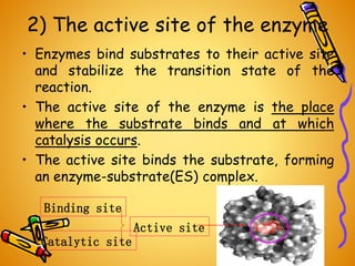 Enzyme | PPT