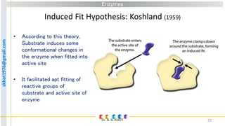 Enzymes | PDF