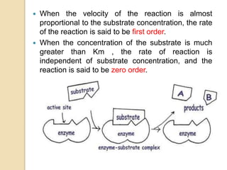 Enzymes | PPTX