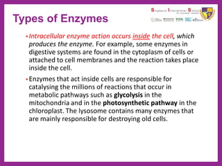 Enzymes | PDF | Biological Sciences | Science