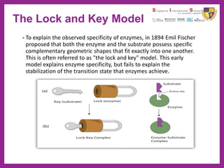Enzymes | PDF