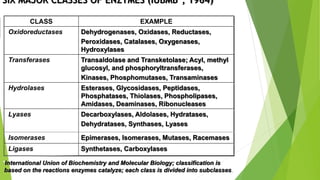 Enzymes | PPT