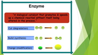 Enzymes | PPT
