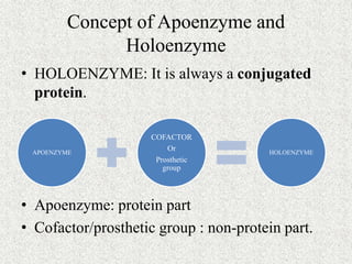 Enzymes | PPTX | Chemistry | Science