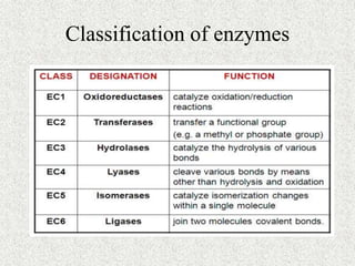 Enzymes | PPTX | Chemistry | Science