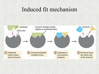 Enzymes | PPTX | Chemistry | Science