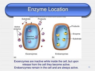 Enzymes | PPTX | Chemistry | Science