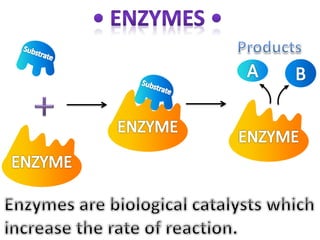 Enzymes | PPT