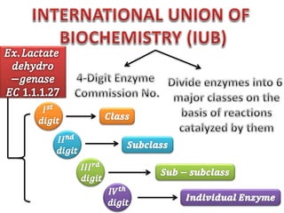 Enzymes | PPT
