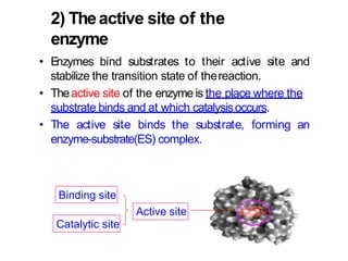 Enzymes | PPT