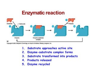 Enzymes | PPT